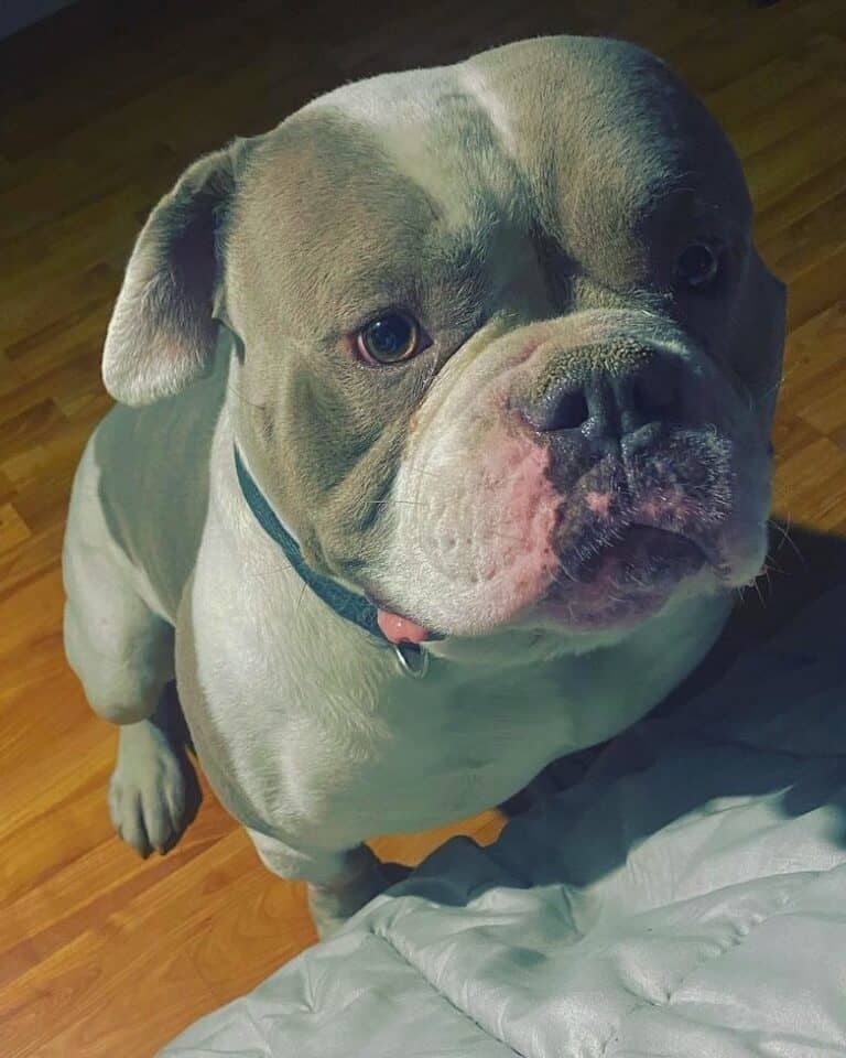 16 American Bulldog Colors & Markings (With Pictures)