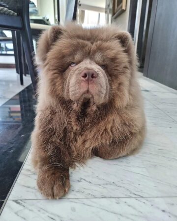 13 Chow Chow Colors, Markings & Patterns (With Pictures)