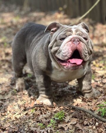 18 English Bulldog Colors & Markings (With Pictures)