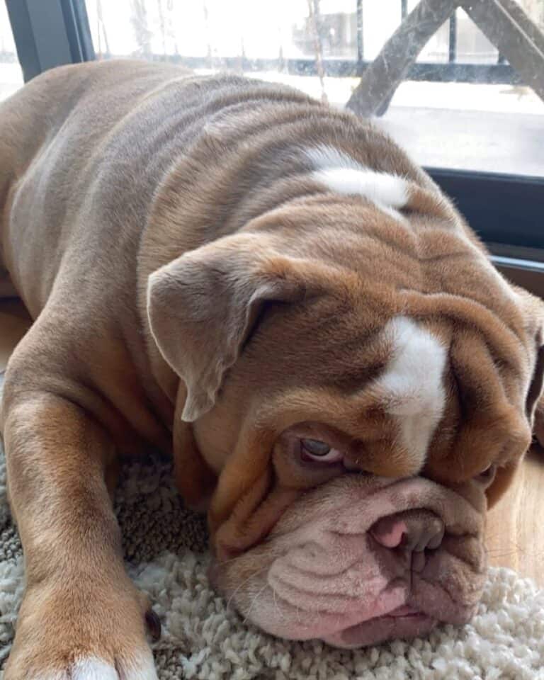 18 English Bulldog Colors & Markings (With Pictures)