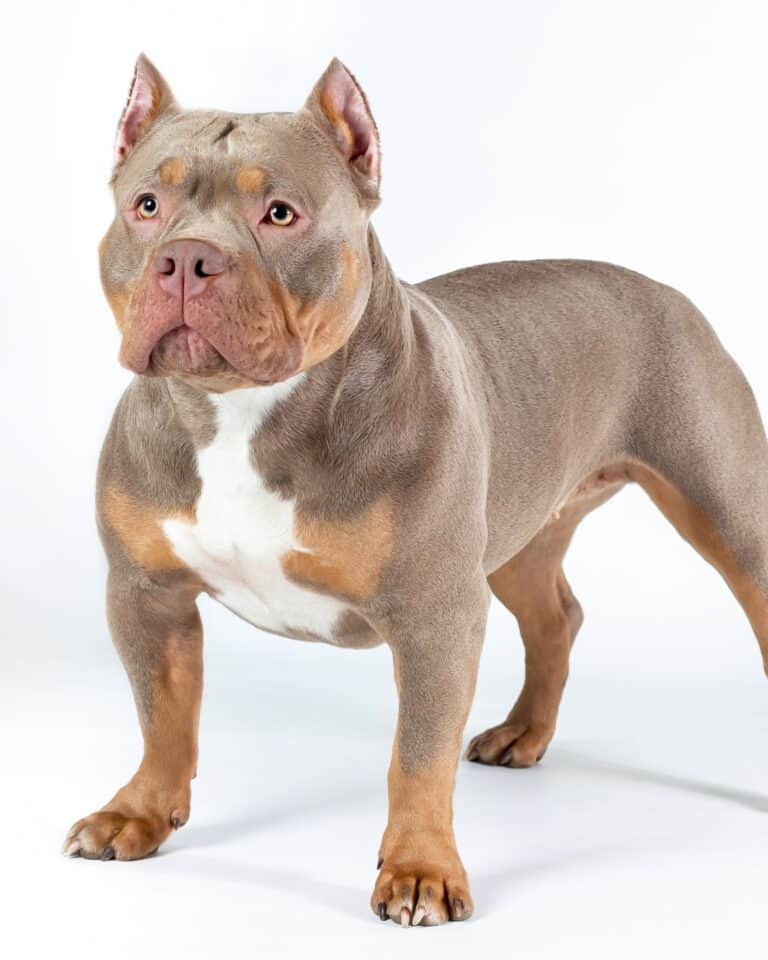 8 Different Types of Tri-Color Bully (With Pictures)