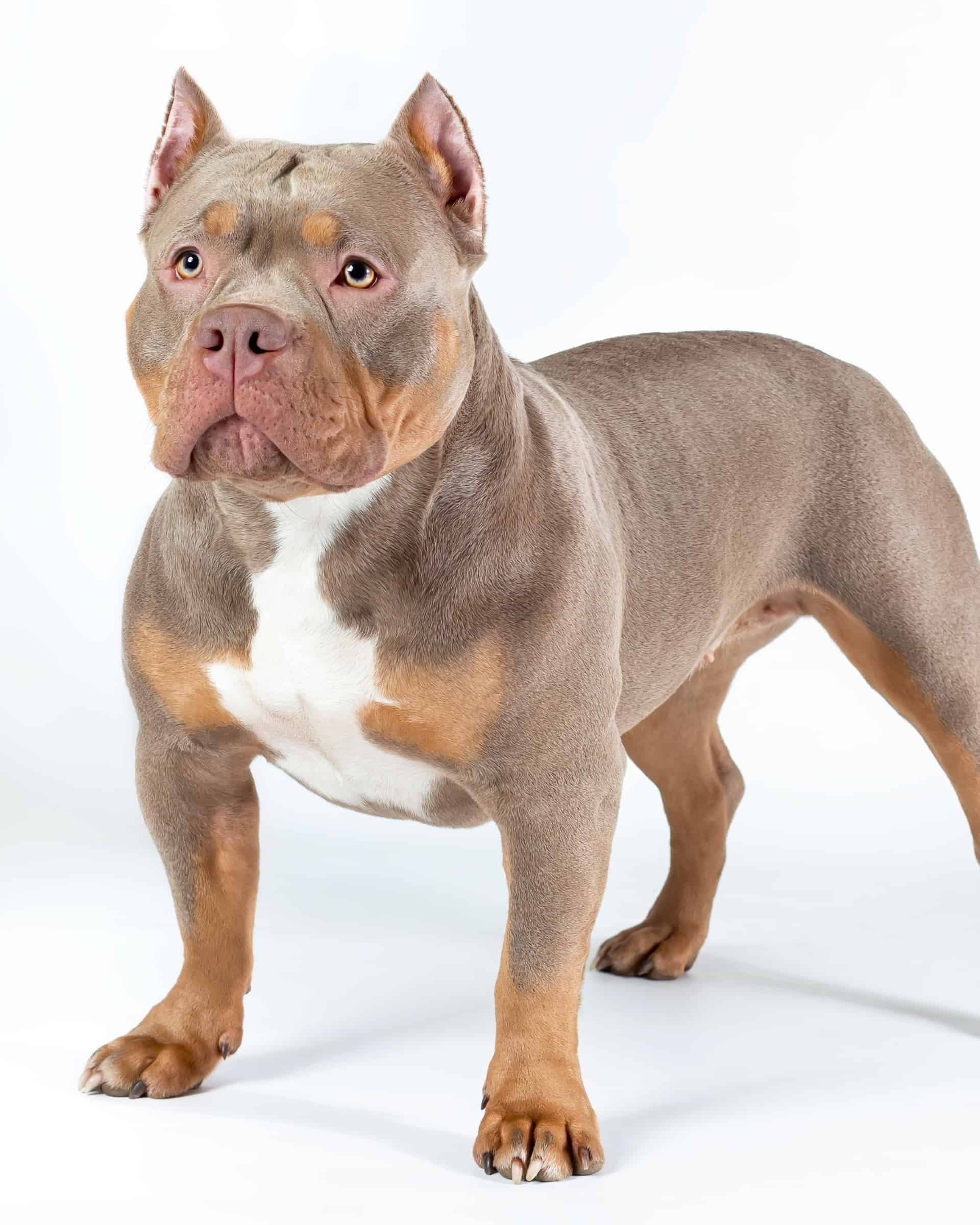 8 Different Types of Tri-Color Bully (With Pictures)