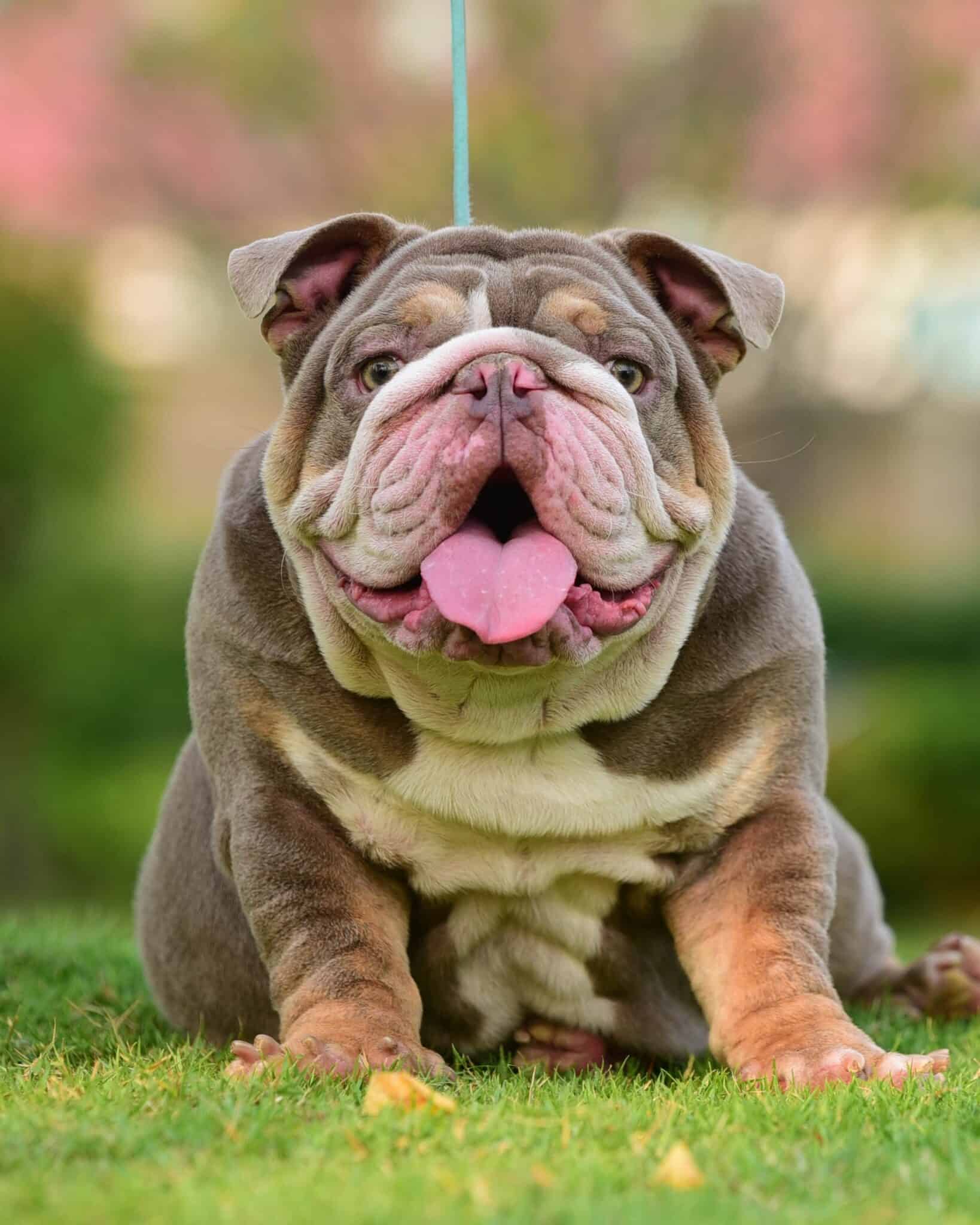 Tri-Color English Bulldog: Breed Info, Pictures, Traits & Facts