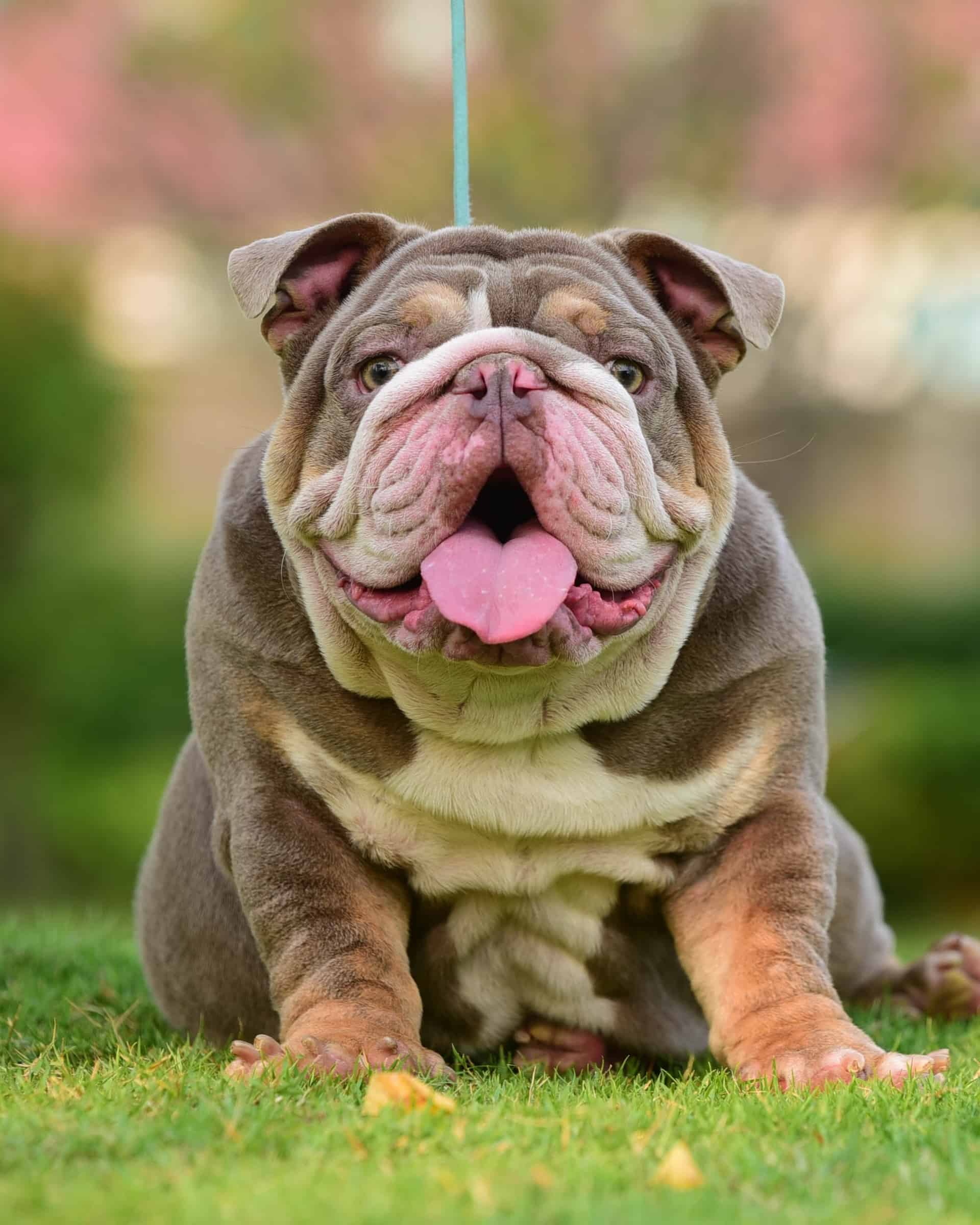 Tri-Color English Bulldog: Breed Info, Pictures, Traits & Facts