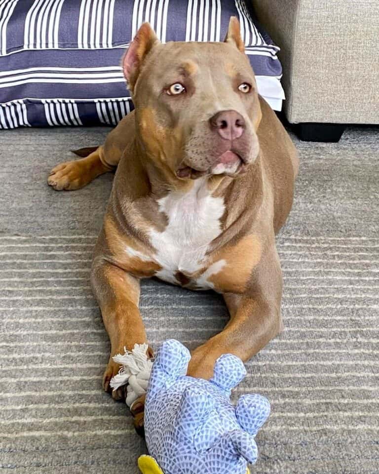 Tri-Color Pitbull – Breed Info, Pictures, Genetics & Facts