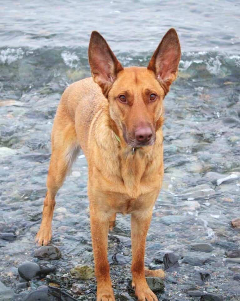 12 Belgian Malinois Colors & Markings (With Pictures)