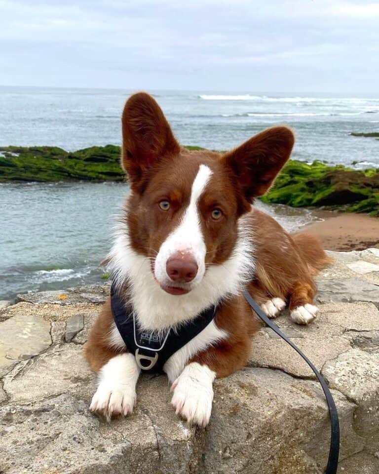 16 Corgi Colors and Markings (With Pictures)