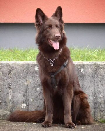 21 German Shepherd Colors & Markings (With Pictures!)