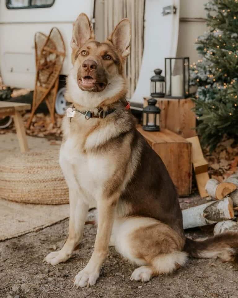 21 German Shepherd Colors & Markings (With Pictures!)