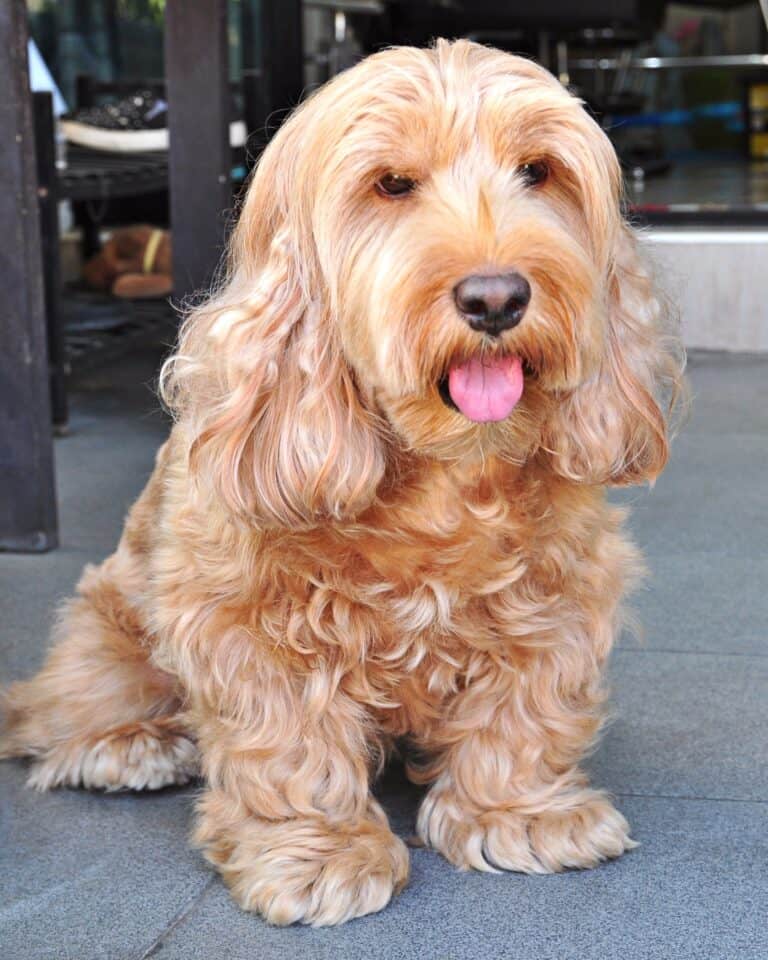 14 Best Cockapoo Haircuts With Pictures! (2025 Updated)
