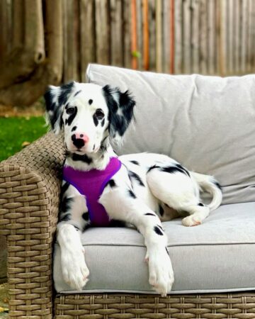 Long-Haired Dalmatians: Info, Genetics, Pictures & Facts