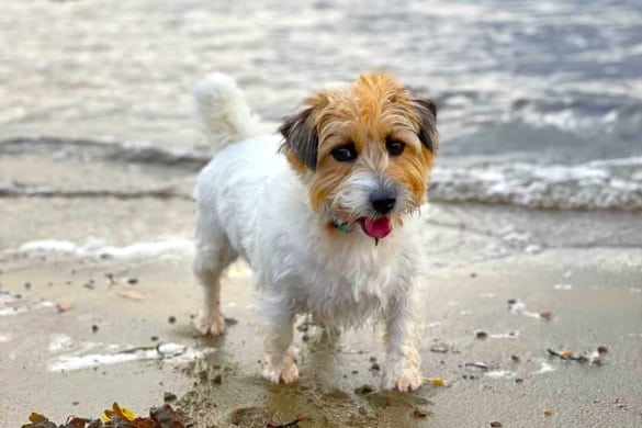 White Pugs (Leucistic & Albino Pugs): A Complete Guide