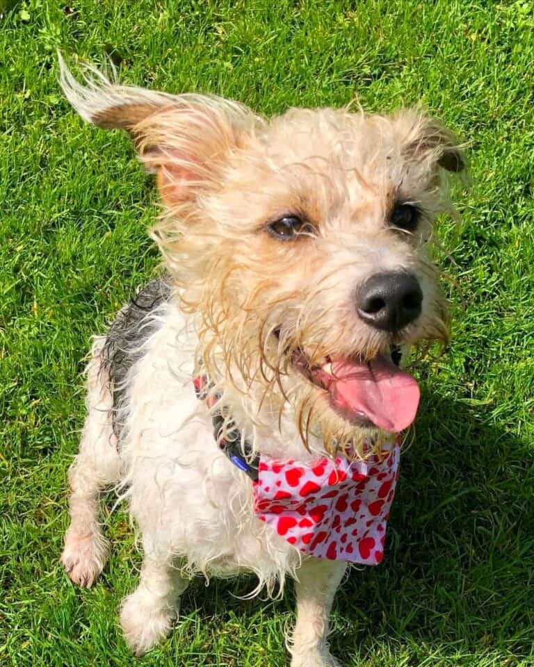 Long-Haired Jack Russell Terrier: Info, Pictures, Traits & Facts