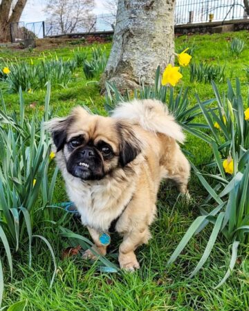 Long-Haired Pug: Myth or Truth? - Everything You Need to Know