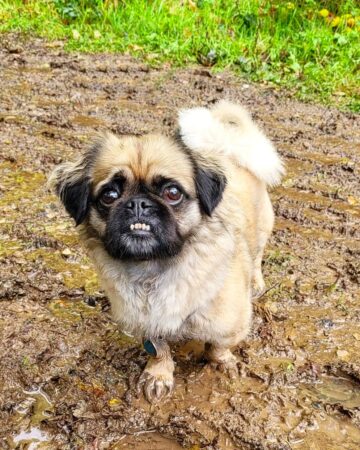 Long-Haired Pug: Myth or Truth? - Everything You Need to Know