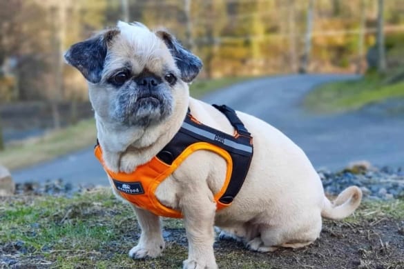 Blue Nose Pitbull: Info, Genetics, Puppy Prices, Pictures & FAQs