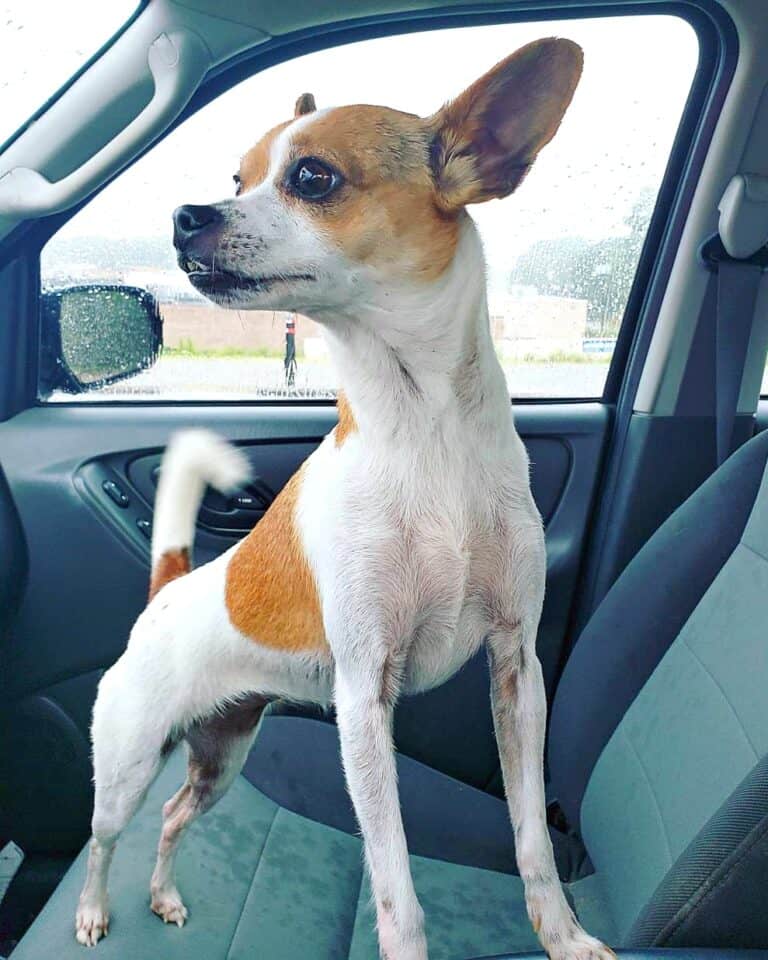 Long Legged Chihuahua (Deer Legged Chihuahua) Facts & Pictures