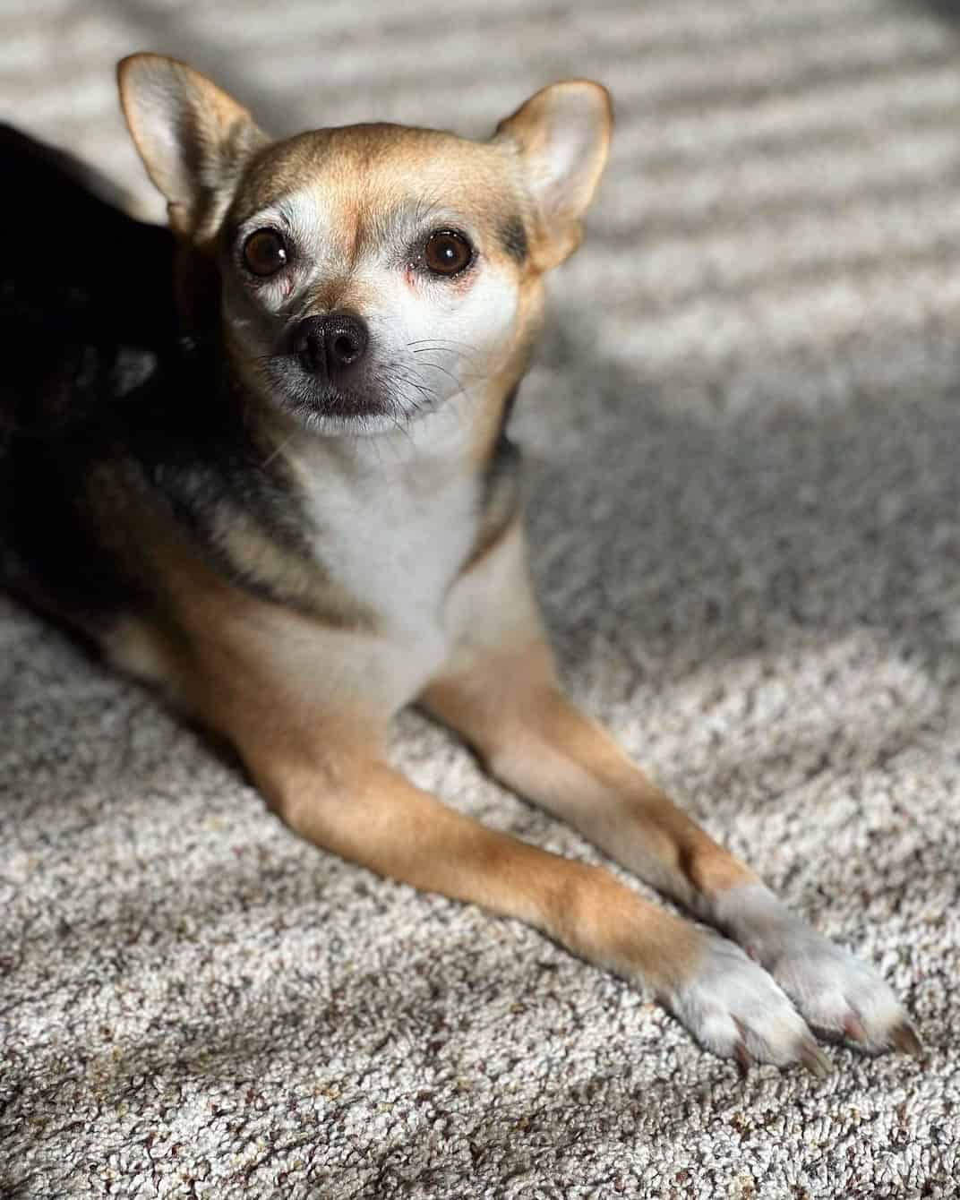 Long Legged Chihuahua (Deer Legged Chihuahua) Facts & Pictures