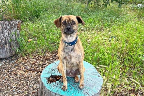 White Pugs (Leucistic & Albino Pugs): A Complete Guide