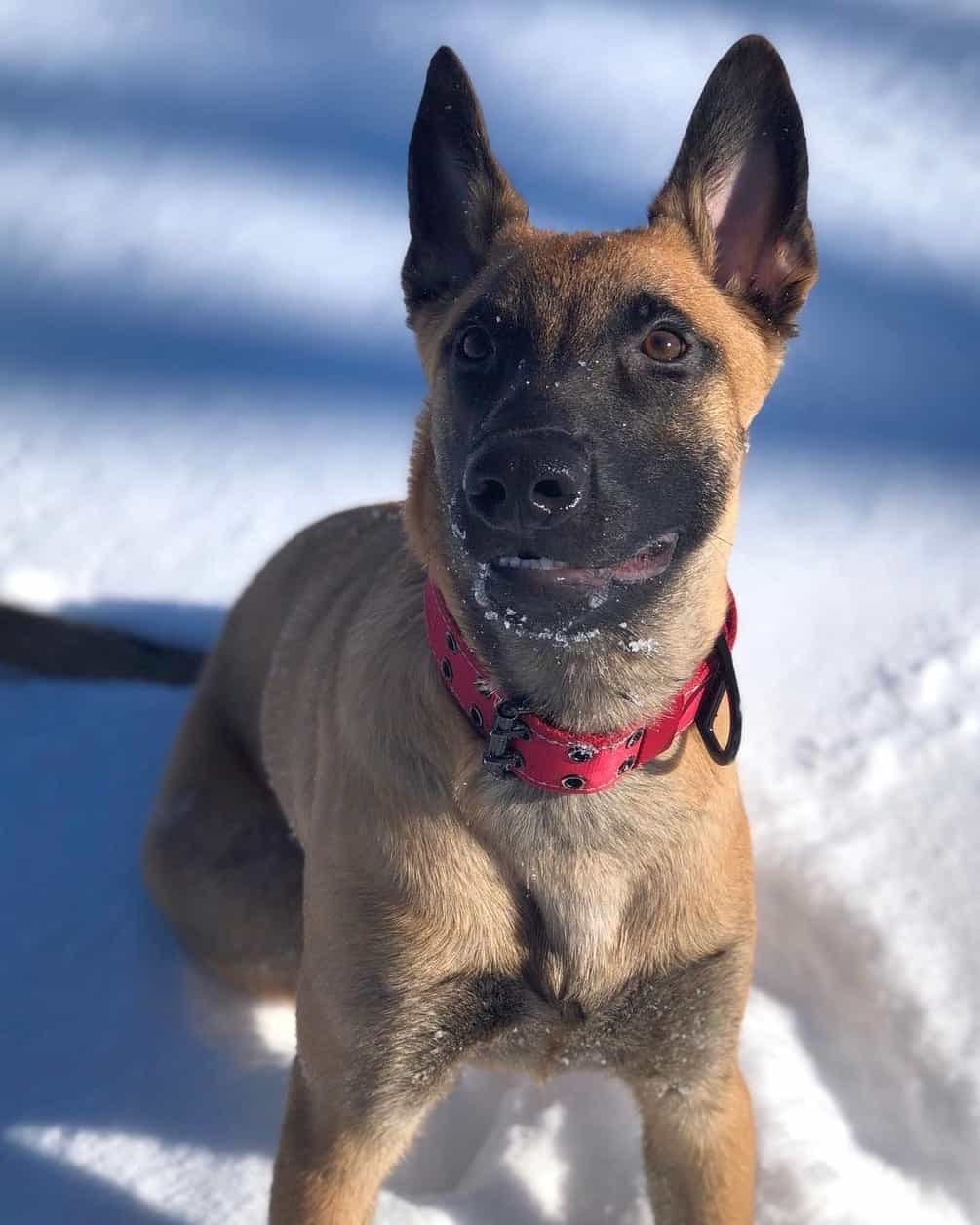 12 Belgian Malinois Colors & Markings (With Pictures)