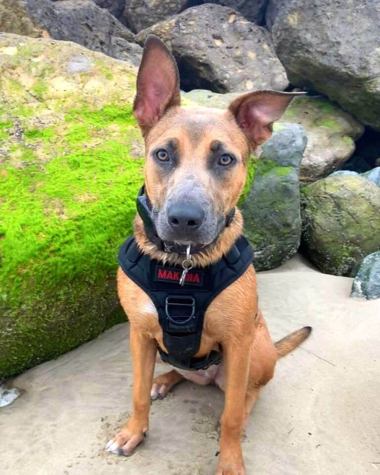 Belgian Malinois Pitbull Mix: Info, Pictures, Traits & Facts
