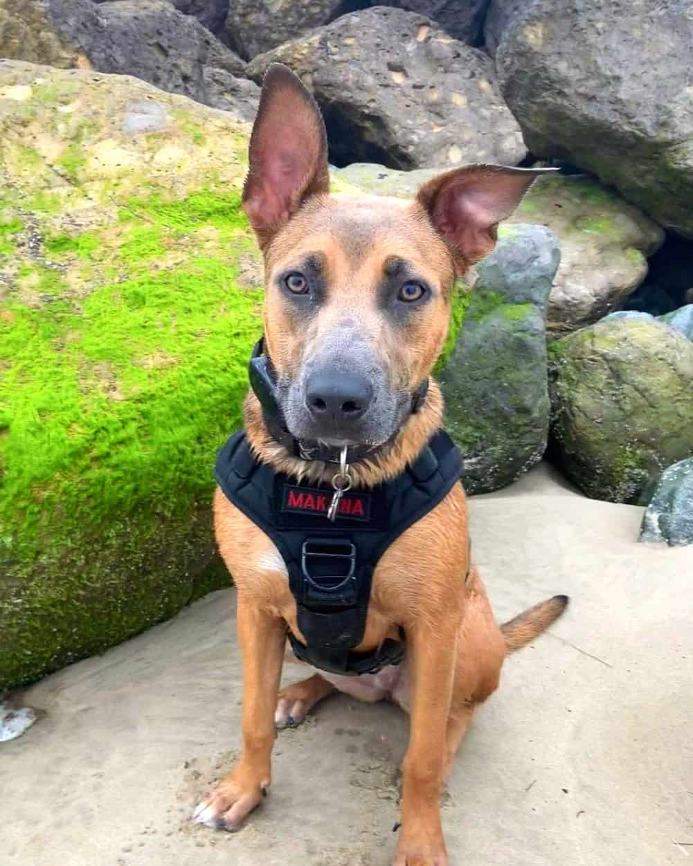 Belgian Malinois Pitbull Mix: Info, Pictures, Traits & Facts