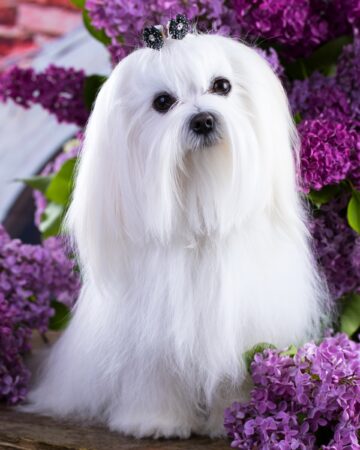 51 Best Maltese Haircuts With Pictures! (2025 Updated)