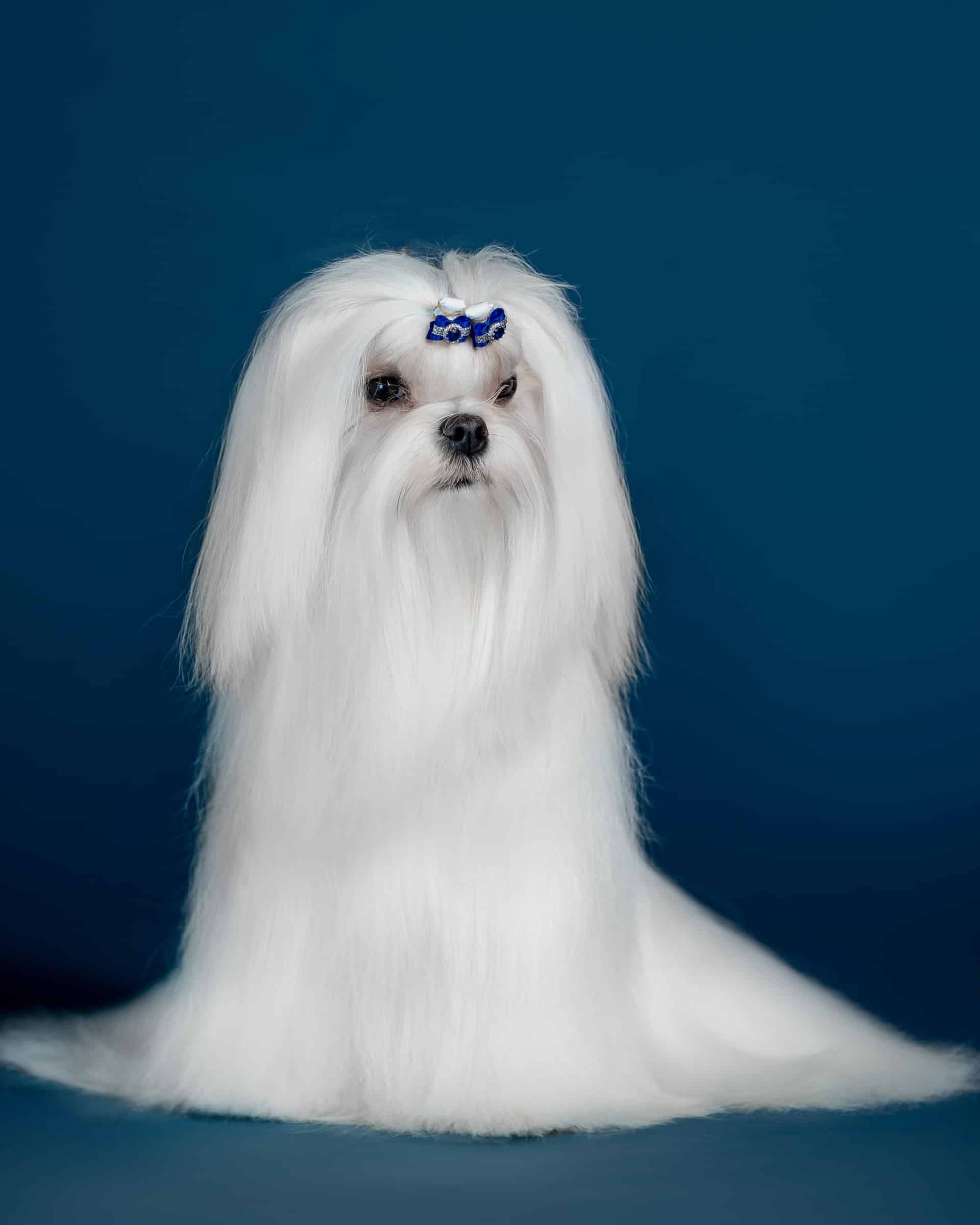 51 Best Maltese Haircuts With Pictures! (2023 Updated)