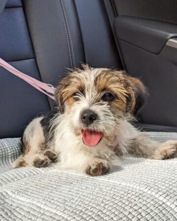 Jack Russell Maltese Mix Puppies For Sale