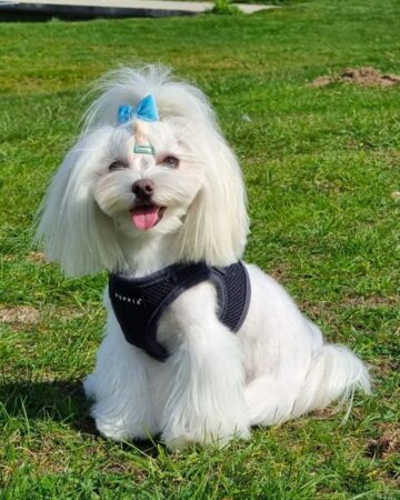 51 Best Maltese Haircuts With Pictures! (2025 Updated)