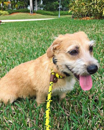 Maltese Pitbull Mix: Breed Info, Traits & Facts (With Pictures)