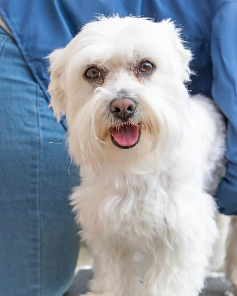 51 Best Maltese Haircuts With Pictures! (2026 Updated)