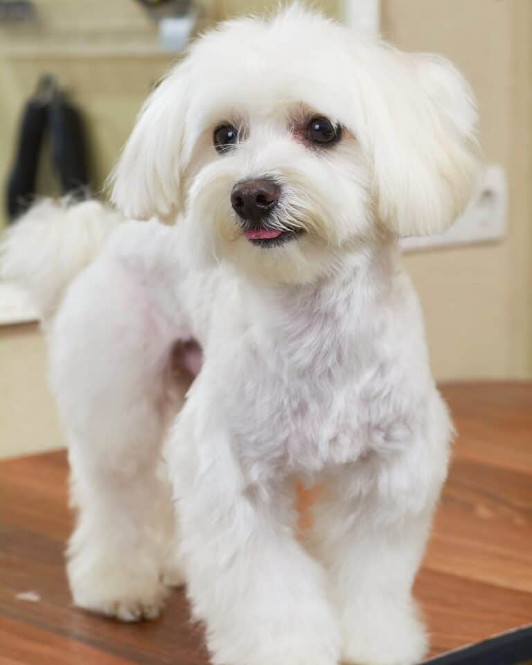 51 Best Maltese Haircuts With Pictures! (2025 Updated)