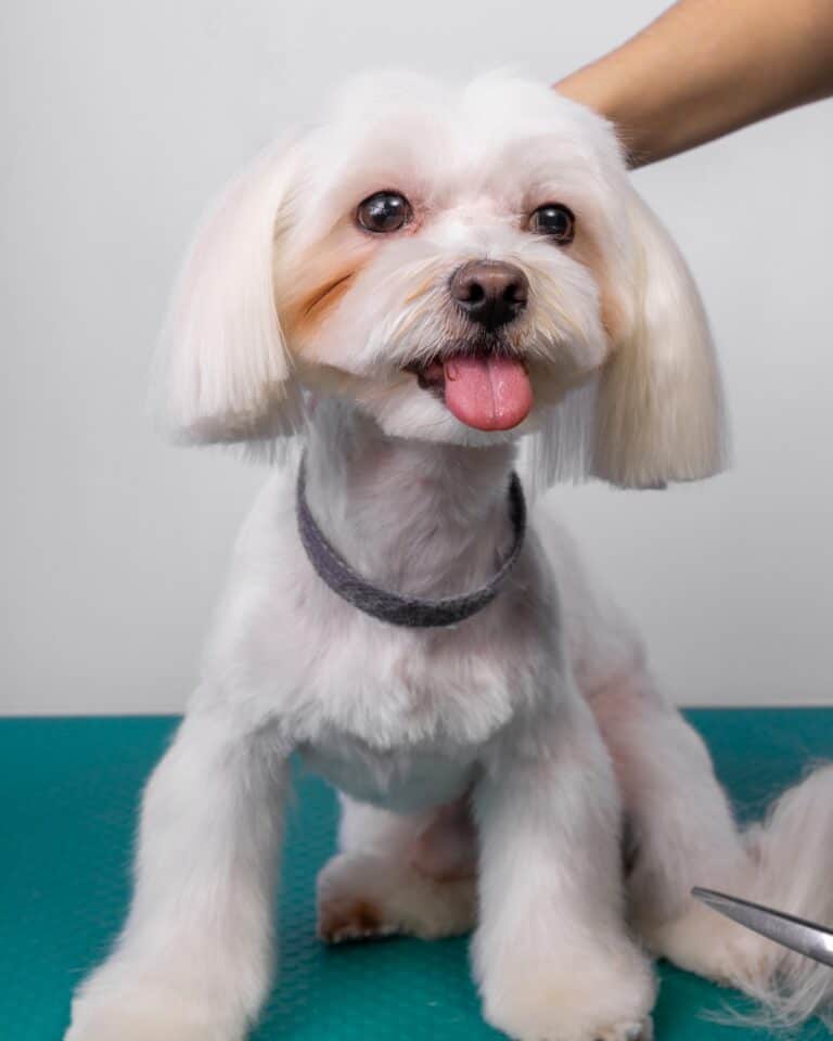 51 Best Maltese Haircuts With Pictures! (2025 Updated)