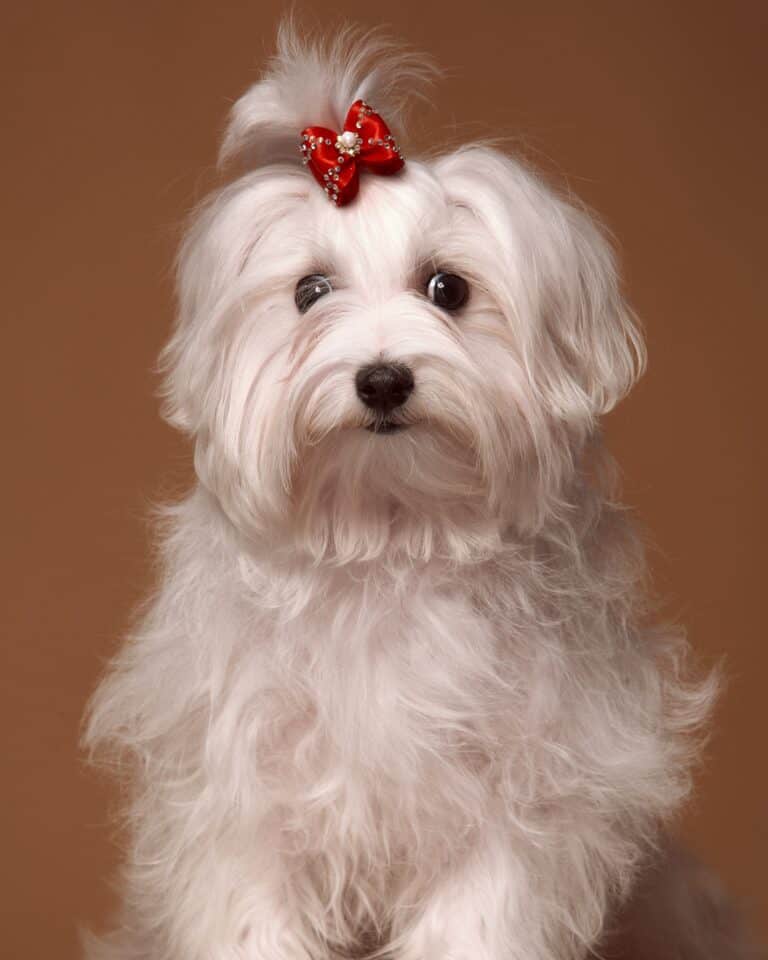 51 Best Maltese Haircuts With Pictures! (2025 Updated)