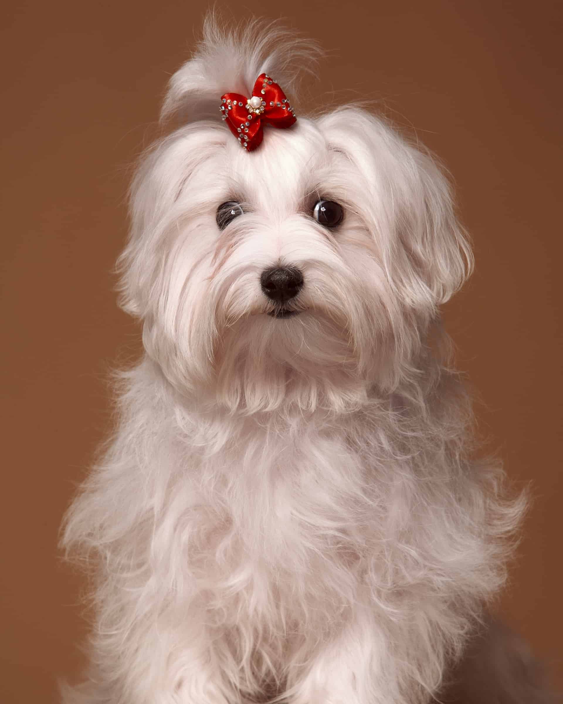 51 Best Maltese Haircuts With Pictures! (2025 Updated)