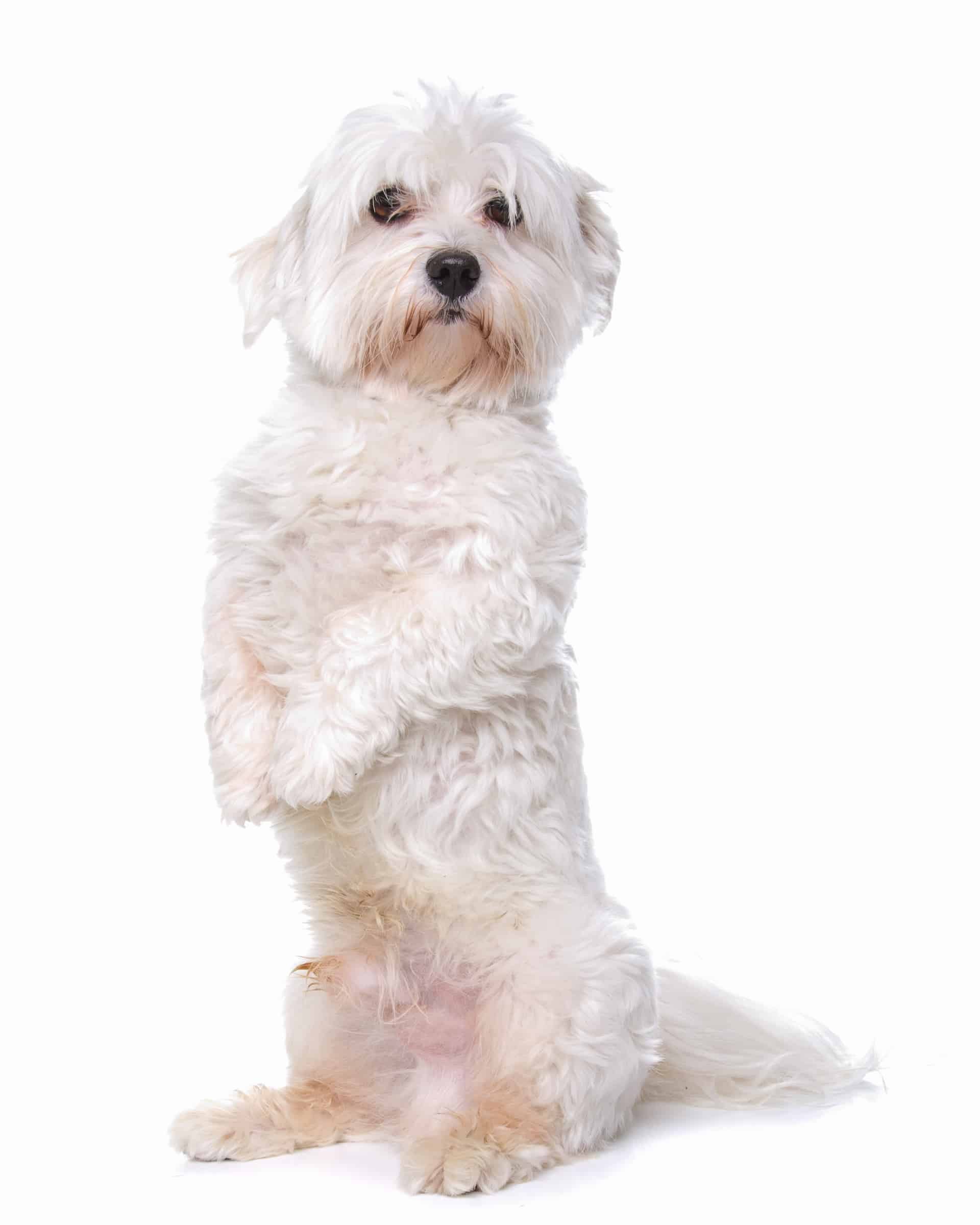 51 Best Maltese Haircuts With Pictures! (2025 Updated)