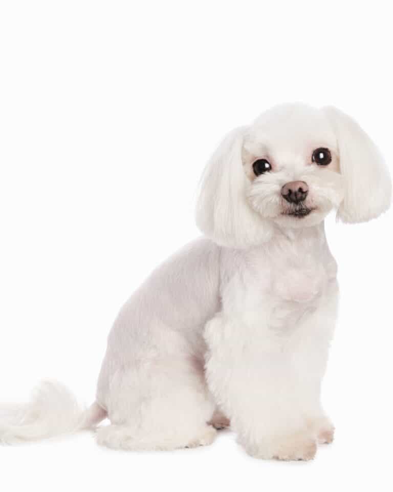 51 Best Maltese Haircuts With Pictures! (2025 Updated)