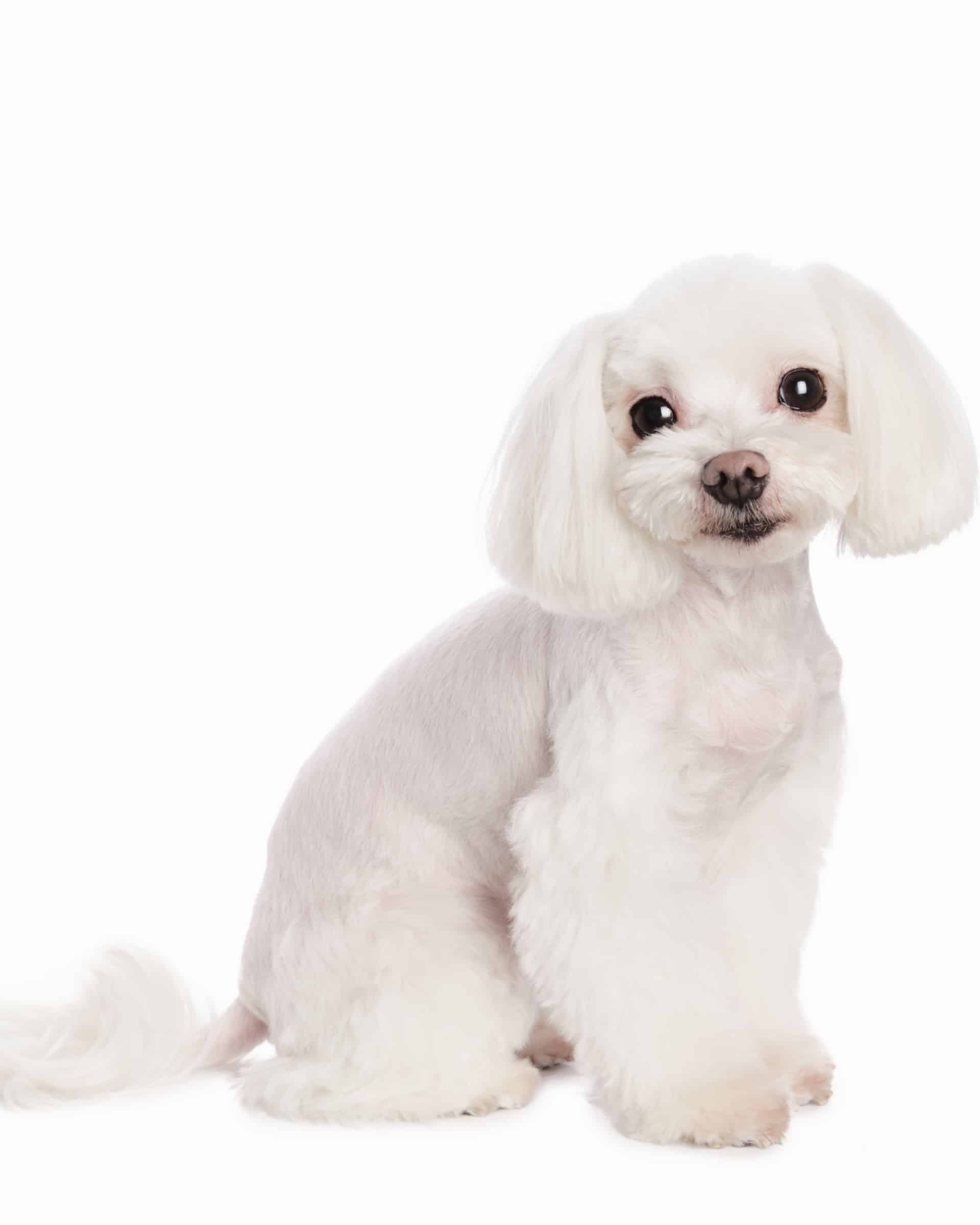 51 Best Maltese Haircuts With Pictures! (2025 Updated)