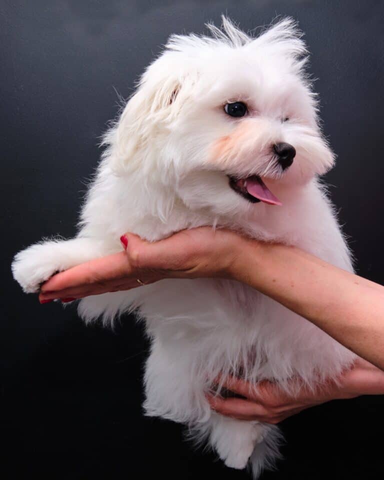 51 Best Maltese Haircuts With Pictures! (2025 Updated)