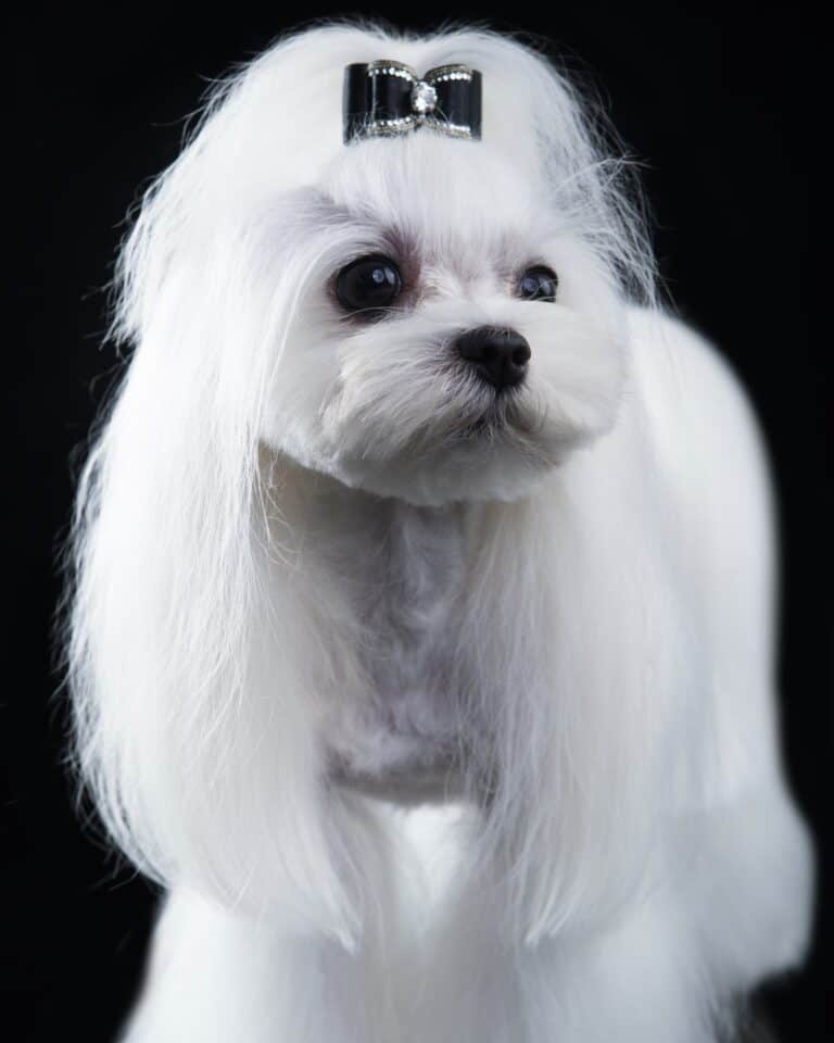 51 Best Maltese Haircuts With Pictures! (2025 Updated)