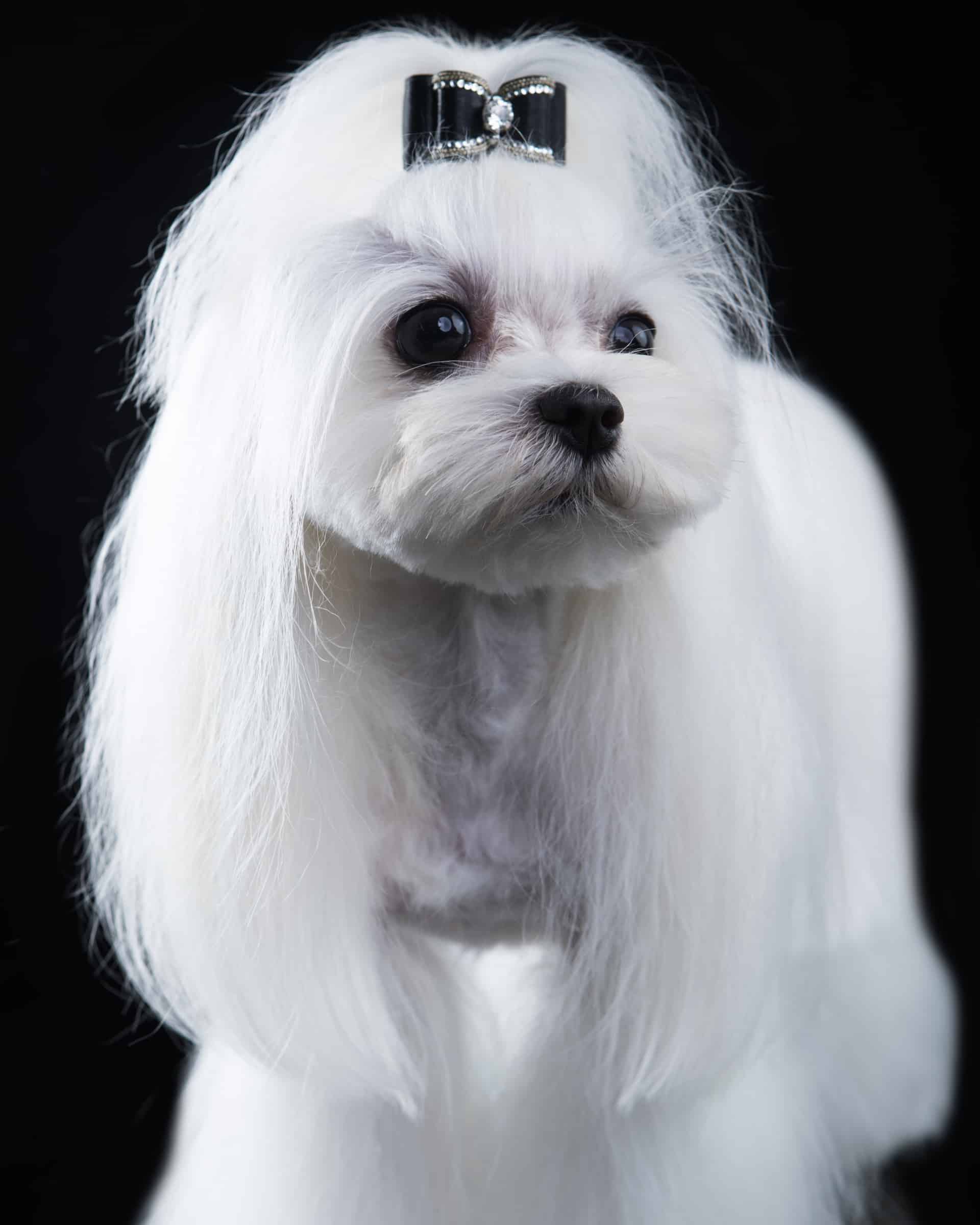 51 Best Maltese Haircuts With Pictures! (2025 Updated)