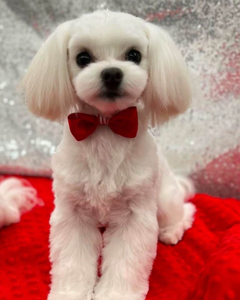 51 Best Maltese Haircuts With Pictures! (2025 Updated)