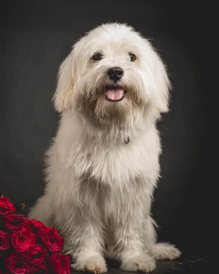 51 Best Maltese Haircuts With Pictures! (2025 Updated)