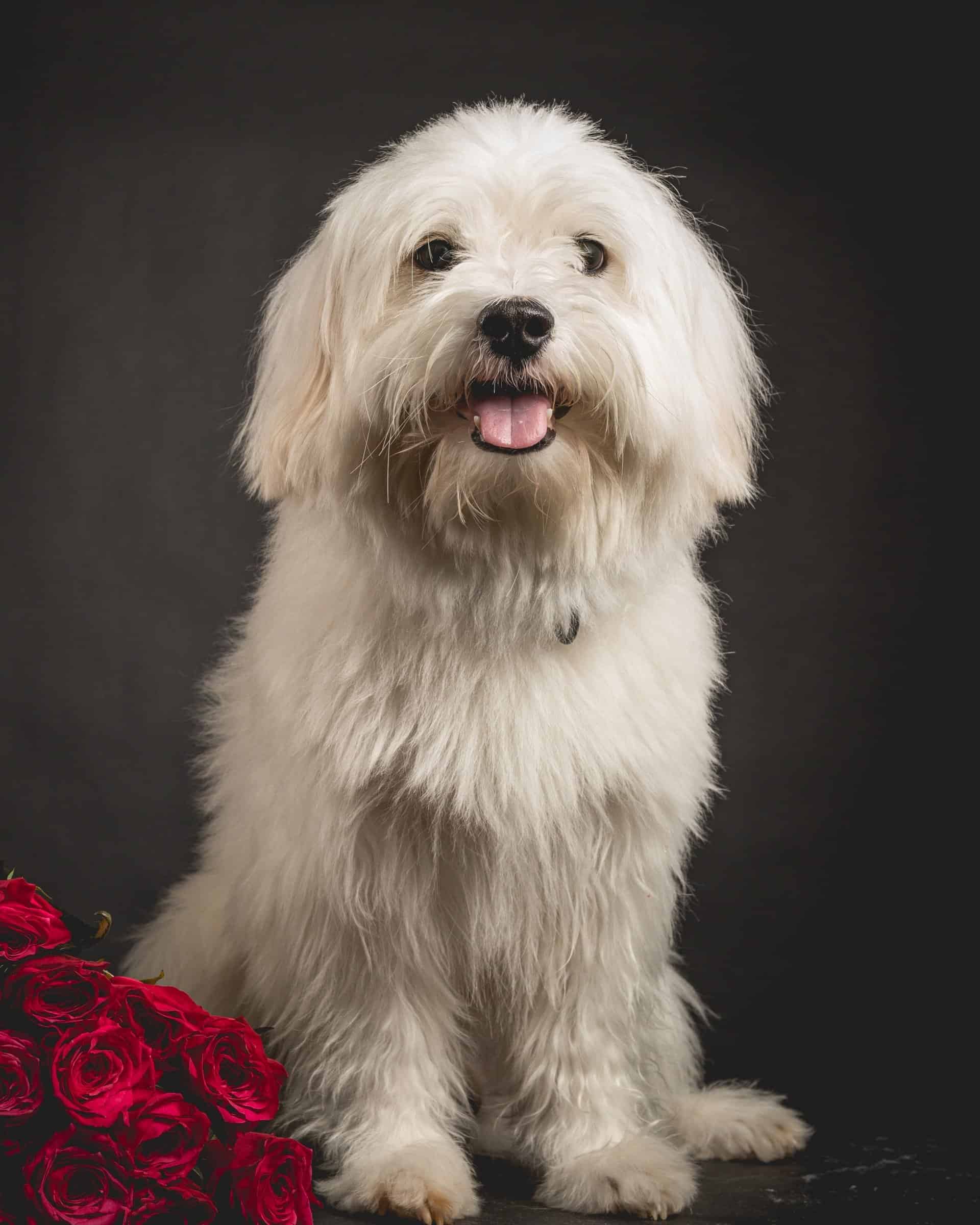 51 Best Maltese Haircuts With Pictures! (2025 Updated)