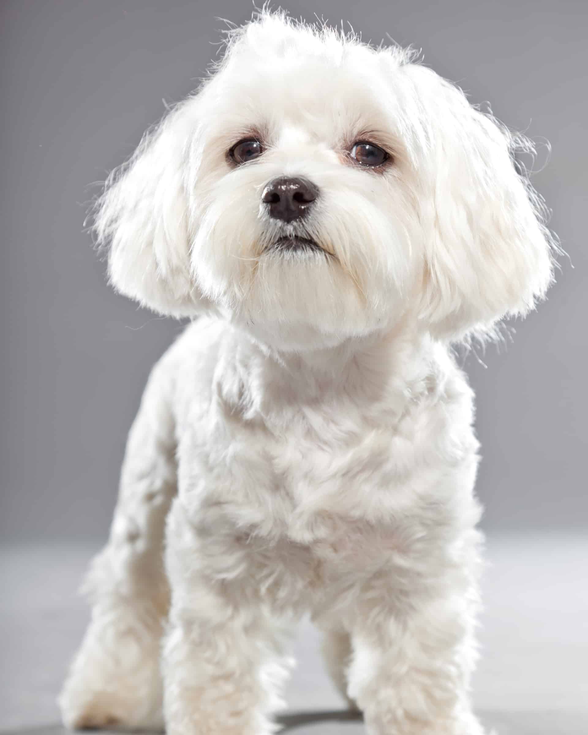 51 Best Maltese Haircuts With Pictures! (2025 Updated)