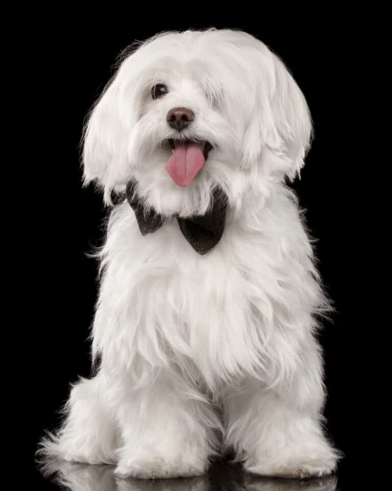 51 Best Maltese Haircuts With Pictures! (2025 Updated)