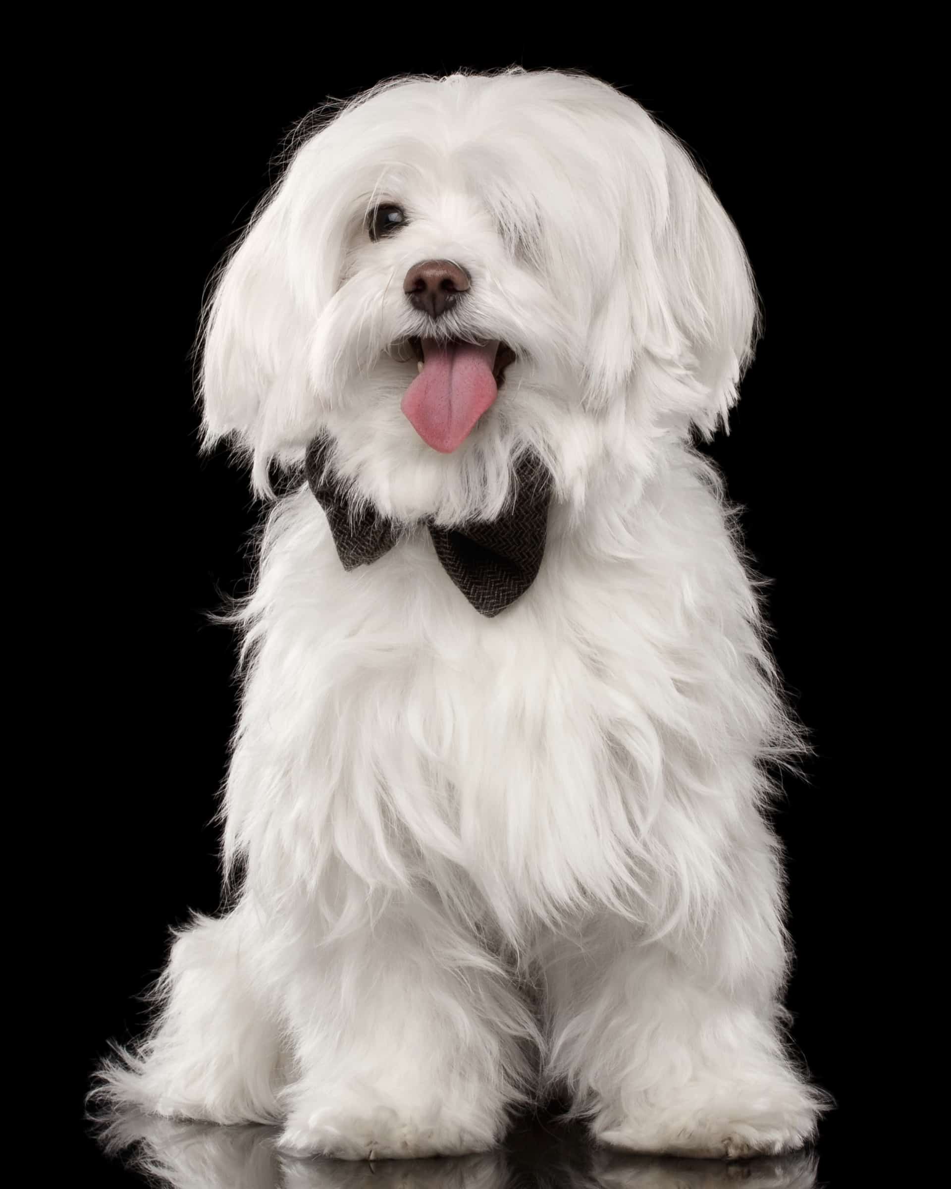 51 Best Maltese Haircuts With Pictures! (2025 Updated)