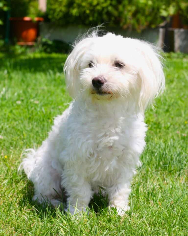 51 Best Maltese Haircuts With Pictures! (2025 Updated)