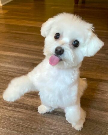 51 Best Maltese Haircuts With Pictures! (2025 Updated)